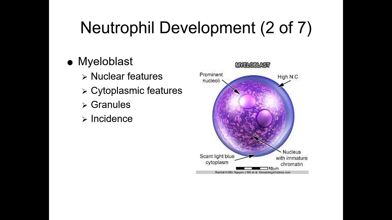Leukocyte Development, Kinetics, and Functions