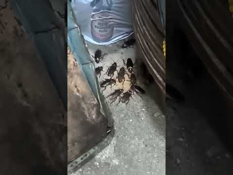 cockroach killing powder bait