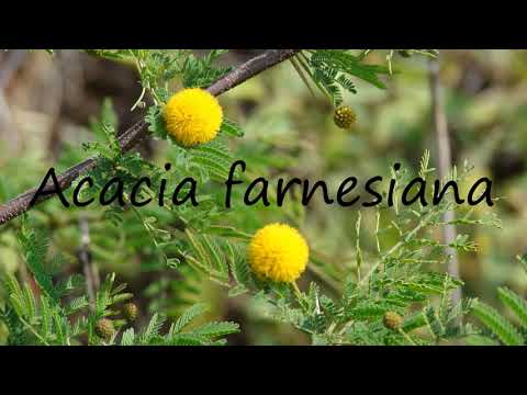 How to Pronounce Acacia farnesiana?