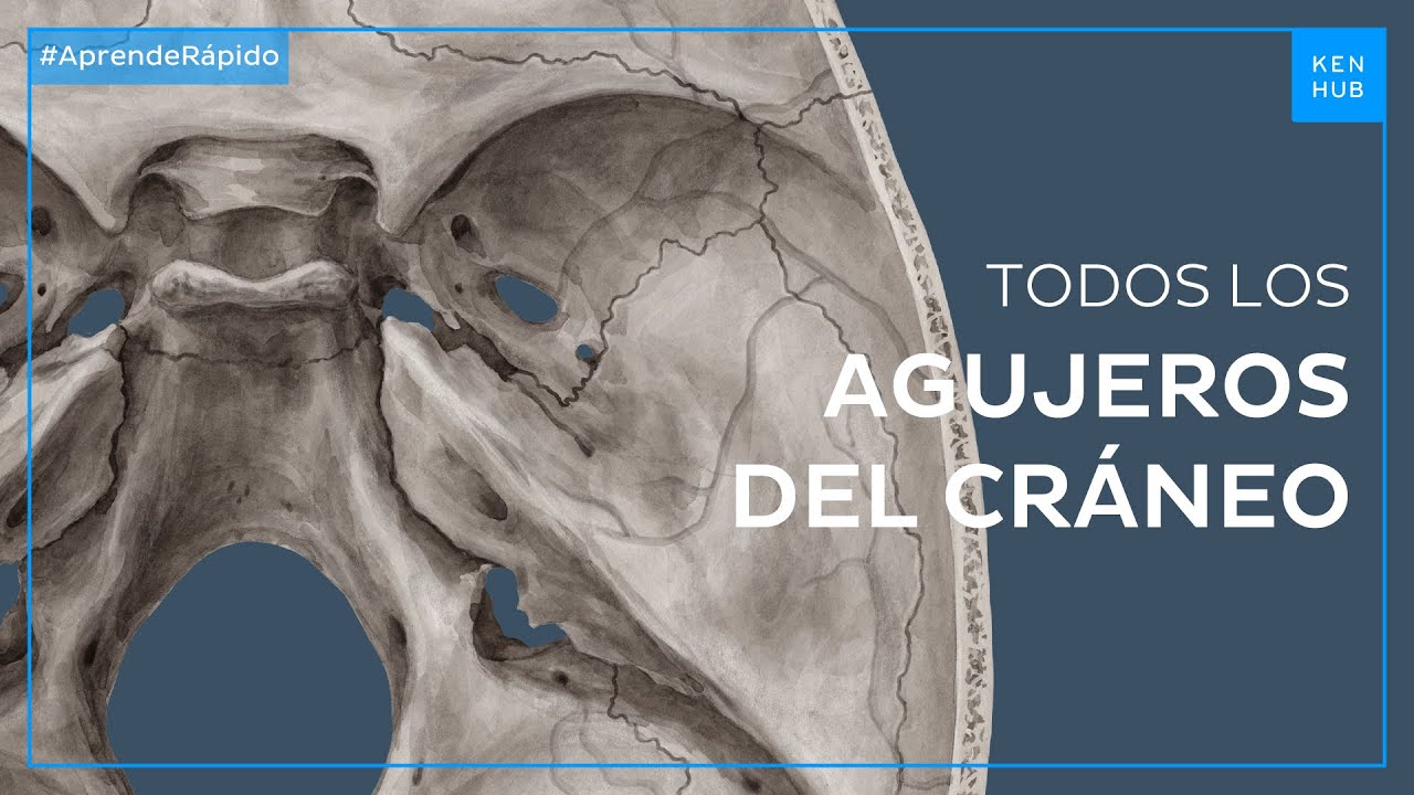 Forámenes del cráneo y sus contenidos - Anatomía Fácil | Kenhub