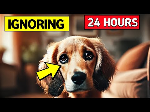 10 Weird Things Dogs Do When You Ignore Them – Must Watch!"