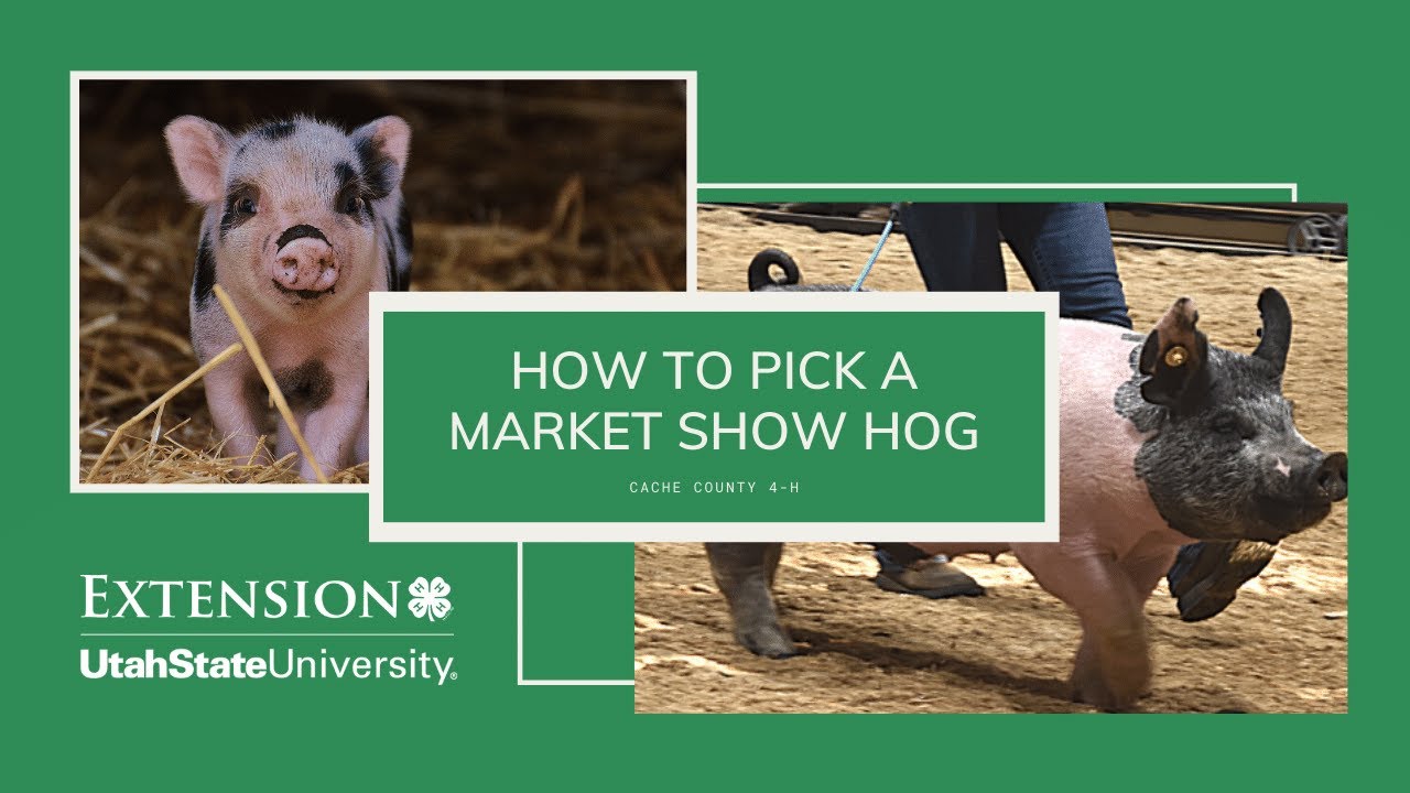 MARKET HOG  SELECTION
