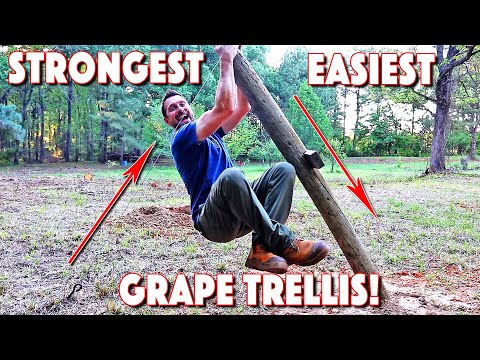 Constructing A Vineyard Trellis For Beginners! Easiest and Strongest Design