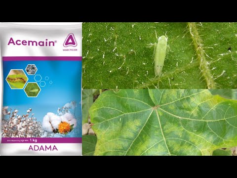 Acephate - Acetamidophos Latest Price, Manufacturers & Suppliers