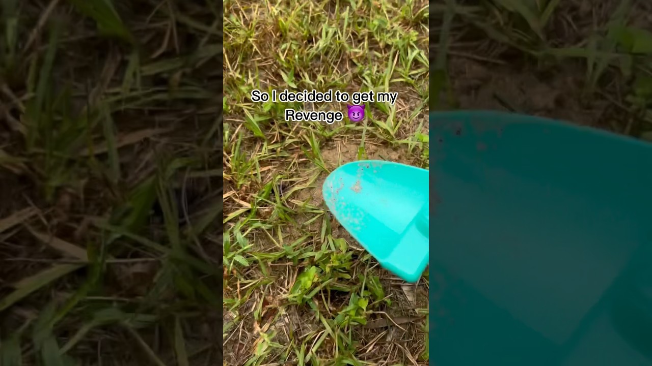 I hate ants. #shorts #viral #ants