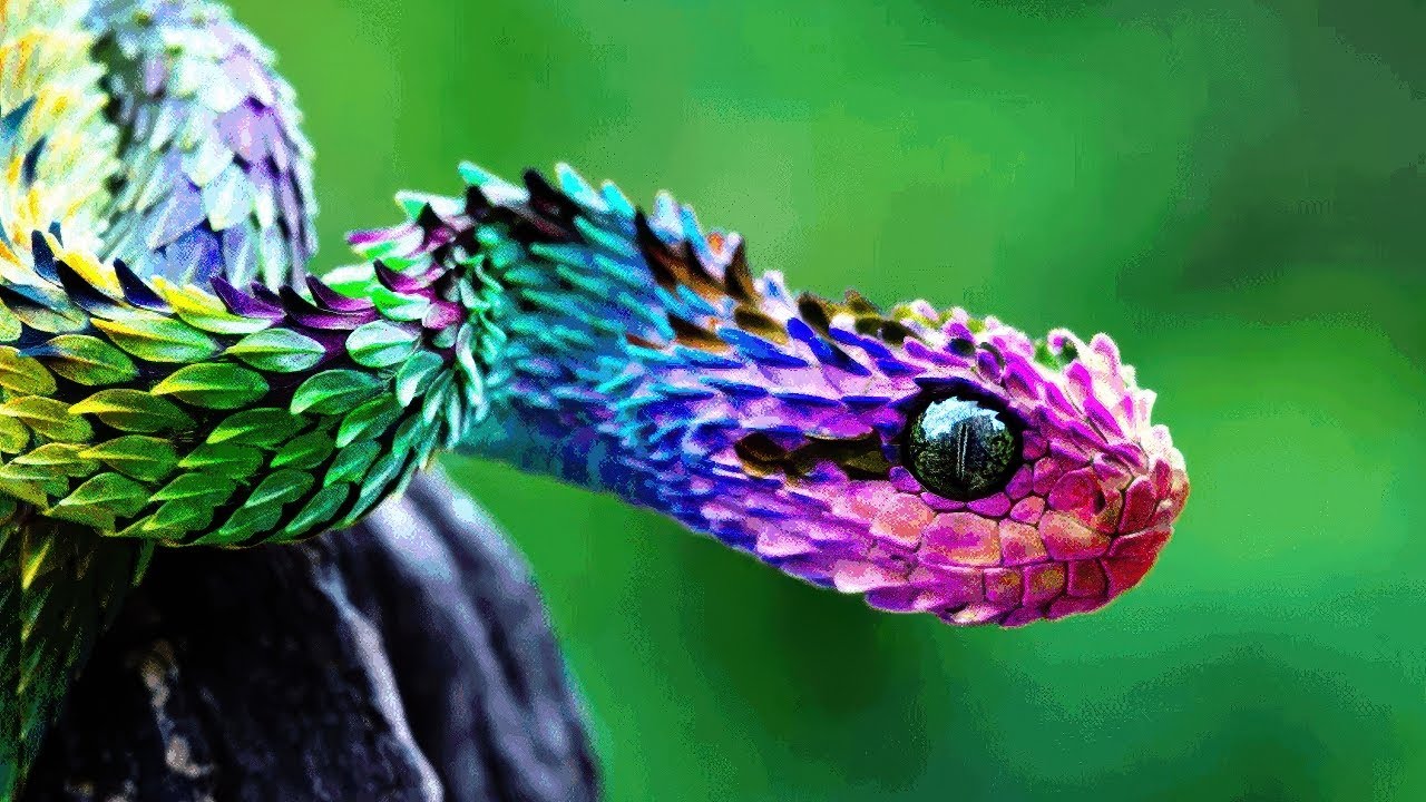 10 Most Beautiful Vipers In The World