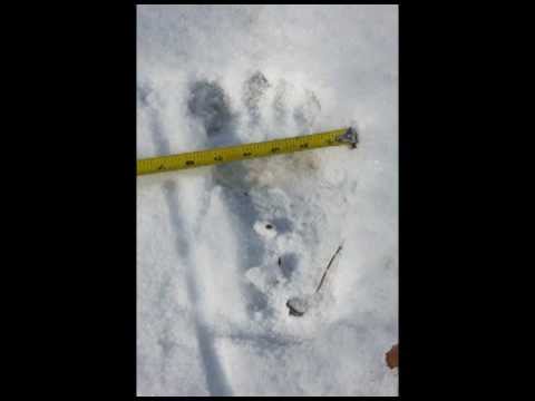 Sasquatch Hand Print and Language Capture | This and That