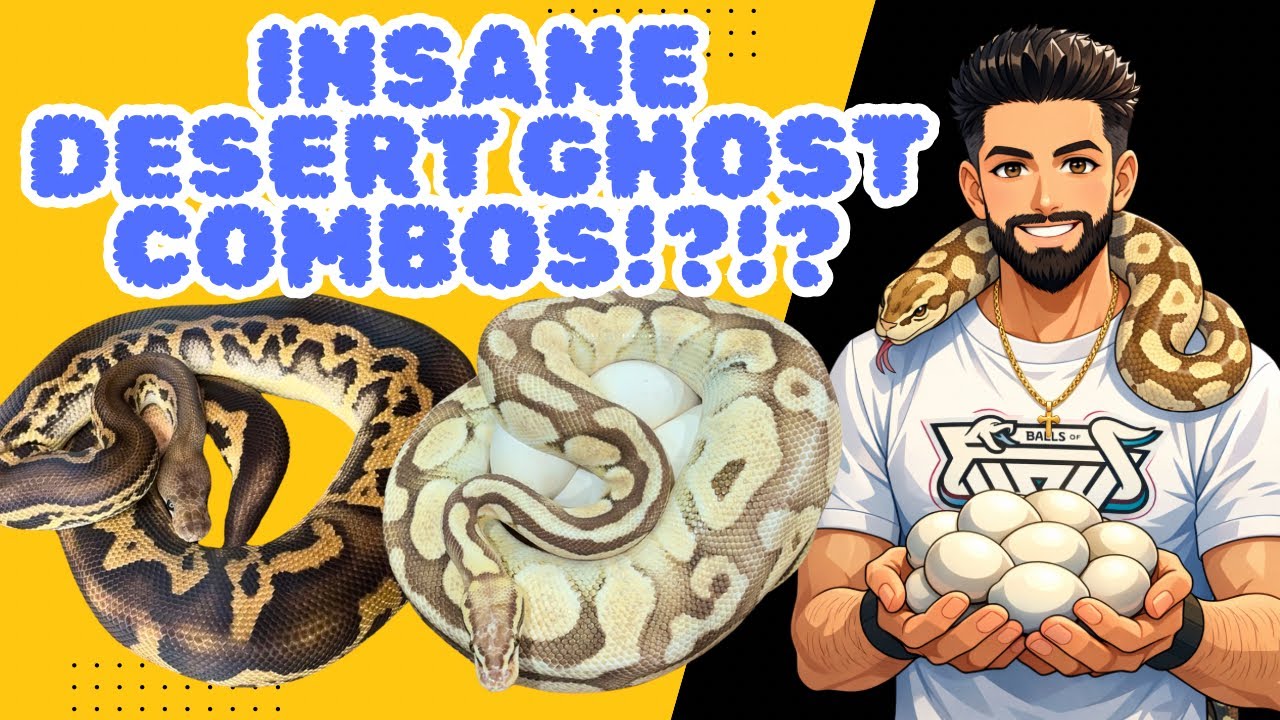 FIRST CLUTCH OF 2026! These Ball Python Eggs Could Produce INSANE Desert Ghost Combos