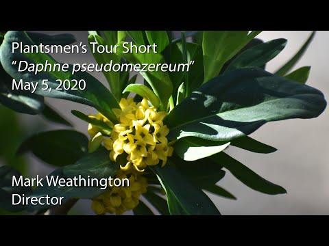 "Daphne pseudomezereum"
