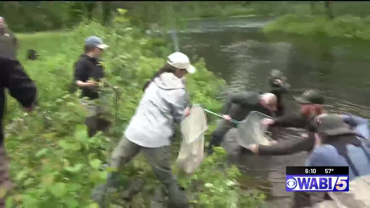 Atlantic Salmon release hopes to bolster population of endangered species