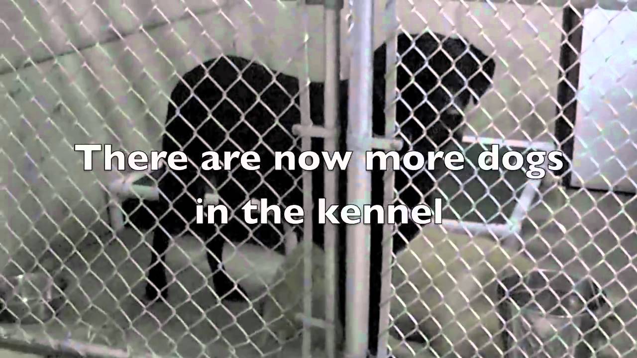 Is the kennel always that loud?