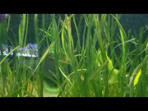 GOLD BARB #58 DANIKEN AQUATICS Top 100 Fish of the Fish House