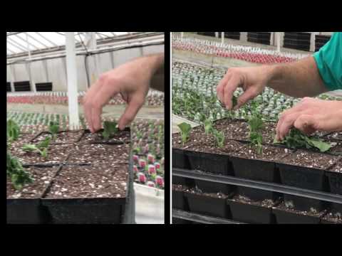 Processing Geranium Cuttings