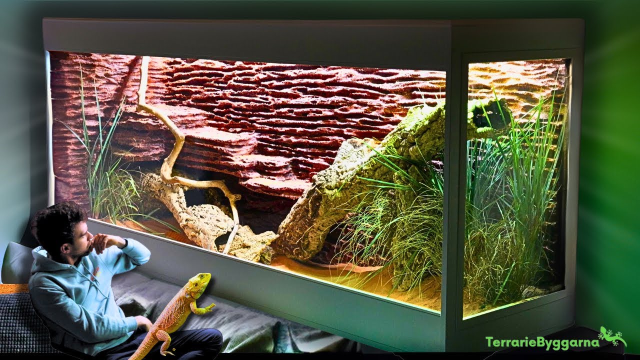 I got a Massive Enclosure for my Bearded Dragon