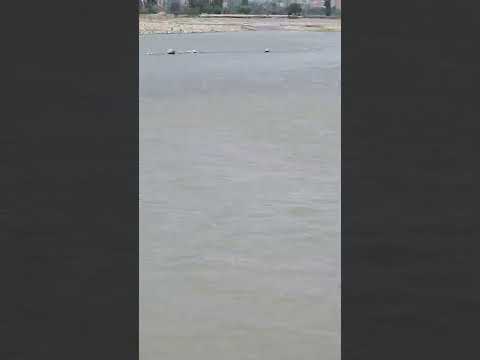 swat fishing