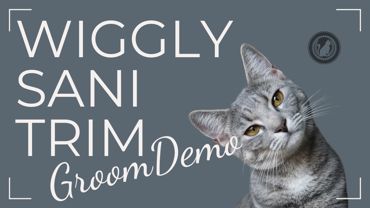 Cat Grooming Sanitary Trim - Tips & Techniques on a Wiggly Cat with Lynn Paolillo, CFMG