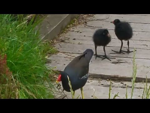 Why do Moorhens have big feet?