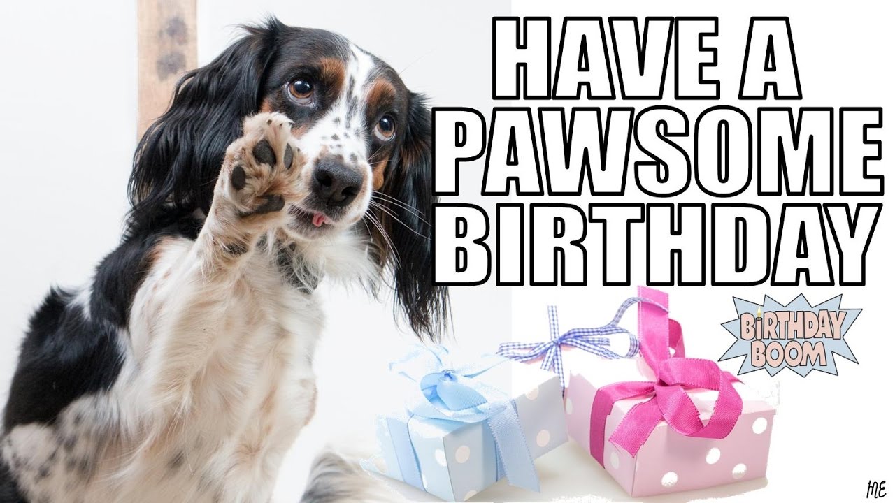 Funny Happy Birthday Memes of Dogs