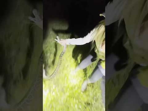 How to Catch Pythons in Florida