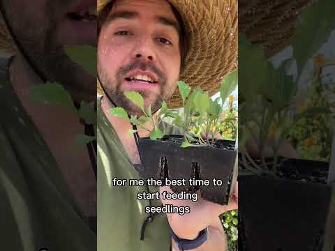 Fertilizing Seedlings: How and When