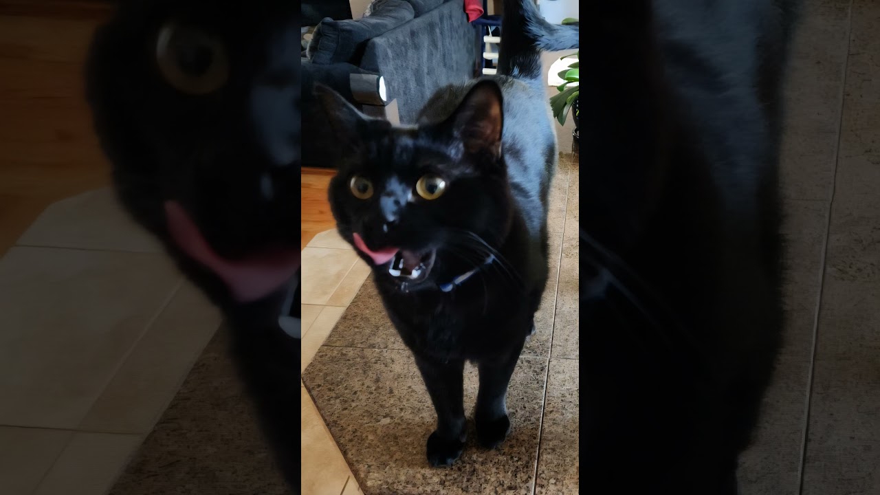 derp :P #cat #memes #funny