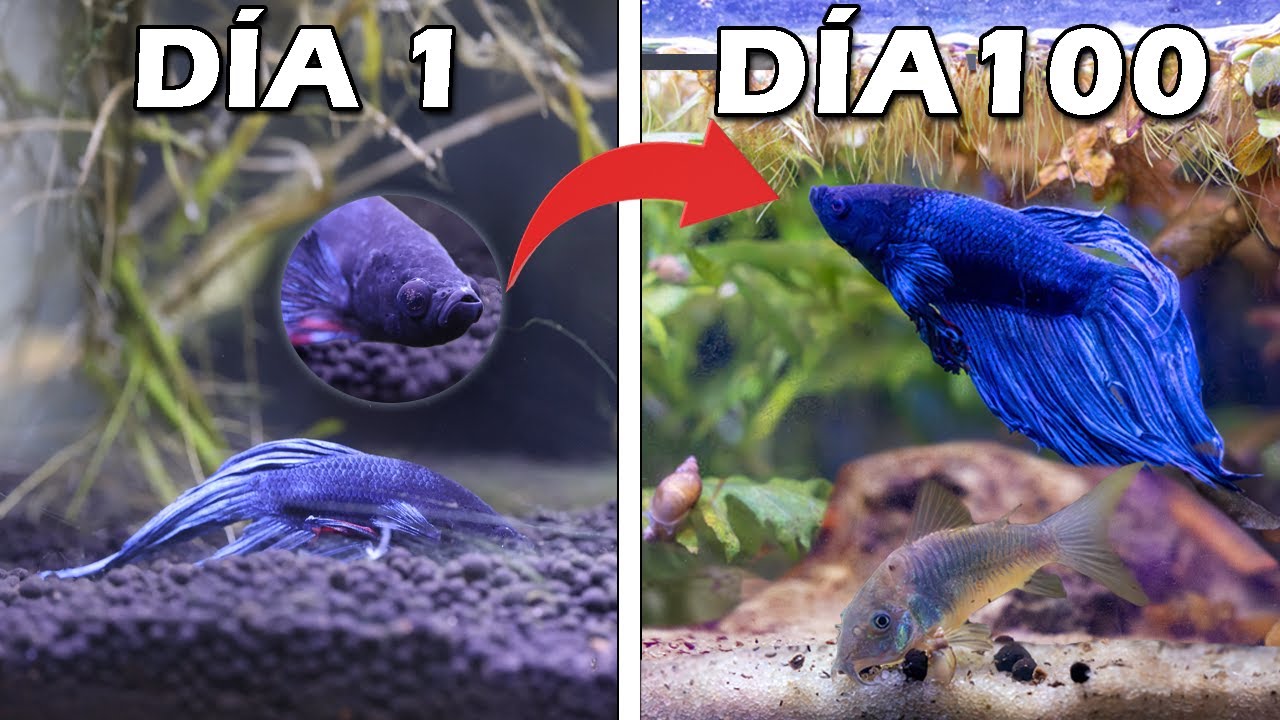 Construí un ecosistema para un pez Betta