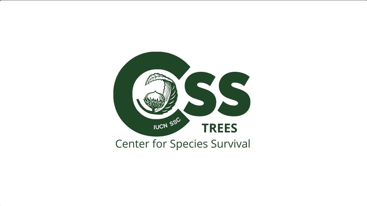CSS Trees