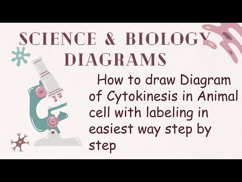 Learn how to draw Diagram of Cytokinesis in Animal cell with labeling in easiest way step by step
