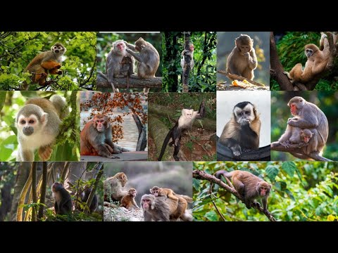 Cute and funny monkeys , monkeys movements - baby monkeys - types of Monkeys (@mrthankful9987)