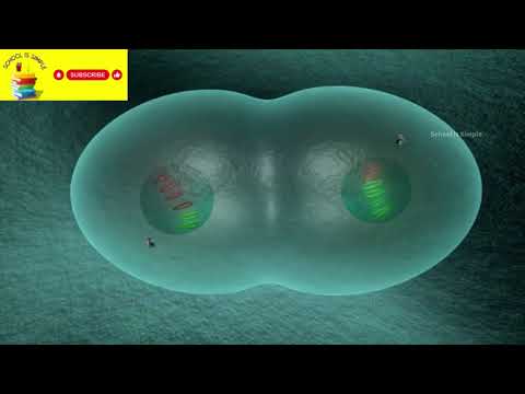 BINARY FISSION