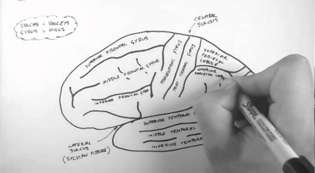 Brain Anatomy 1 - Gross Cortical Anatomy (Lateral Surface)