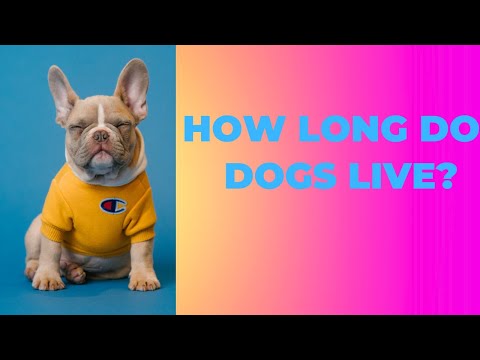 What is the average lifespan of a dog? How LONG Do DOGS LIVE? The LIFE EXPECTANCY of Dogs