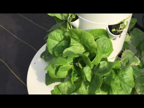 Lettuce Varieties