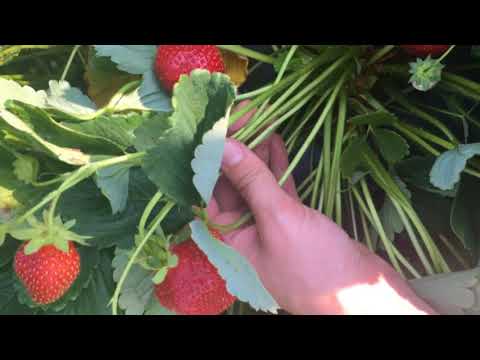 Fresh market strawberry variety trials: Day neutral selections