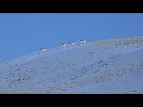 The second fastest land animal in the world : Alberta Canada