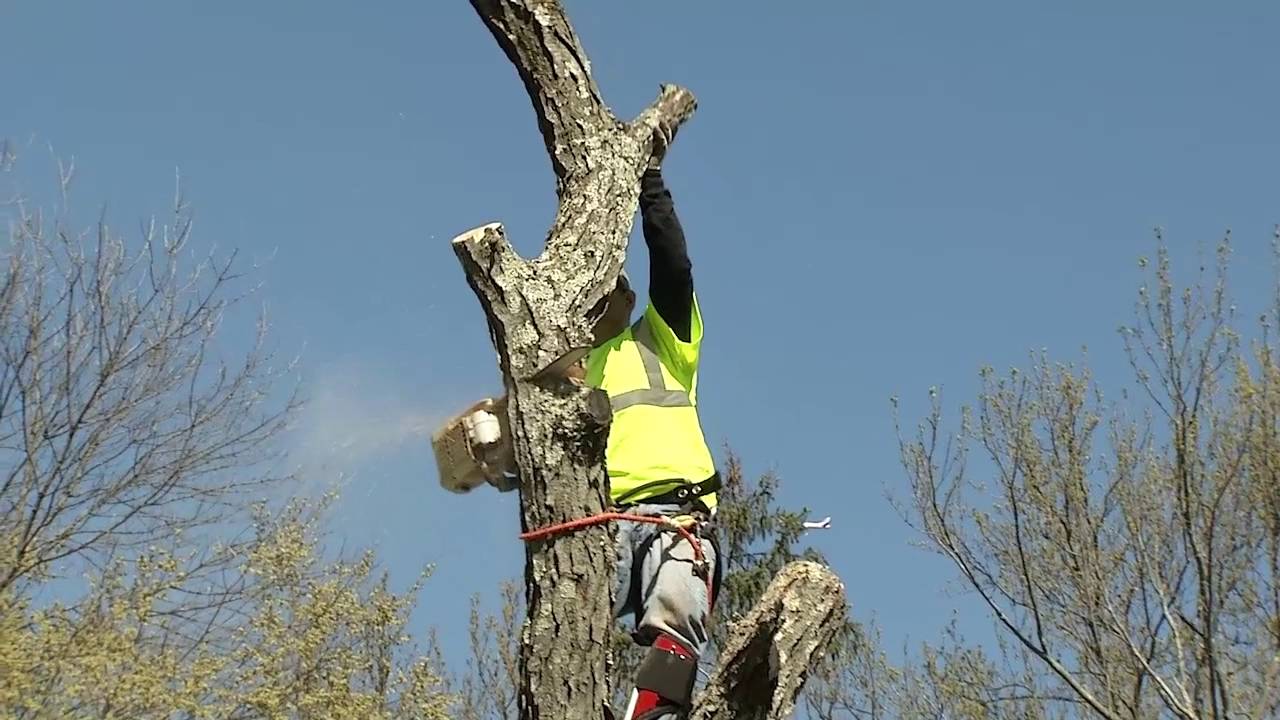 Big Timber Tree Service LLC