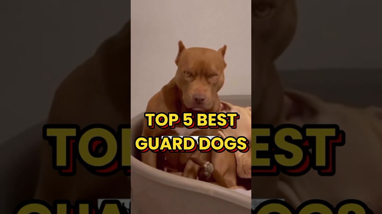 THE TOP 5 BEST GUARD DOGS! 🐶🛡️