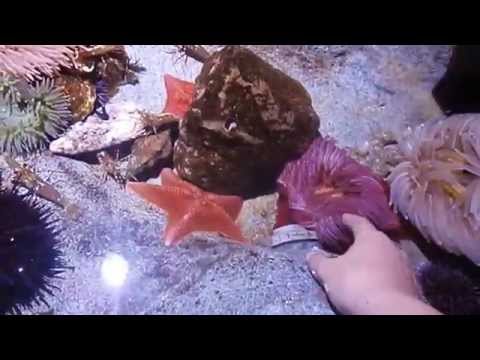 Steam Community :: Video :: Sea enemies XP