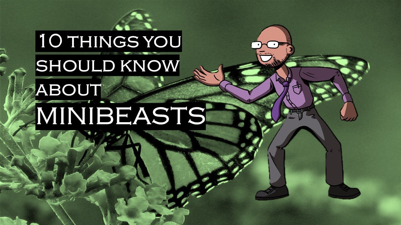 MINIBEASTS: 10 Things You Should Know!