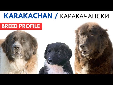 Karakachan Dog Breed Profile History - Price - Traits - Karakachan Dog Grooming Needs - Lifespan