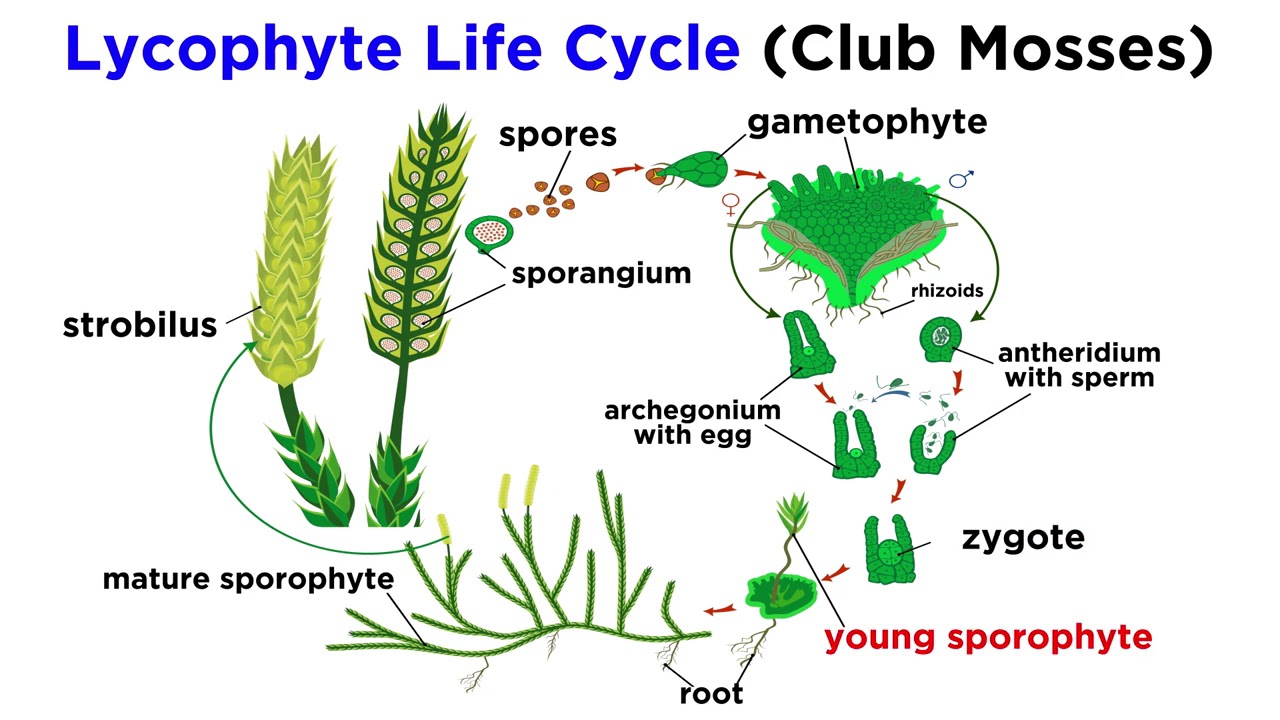 Lycophytes: Early Vascular Plants