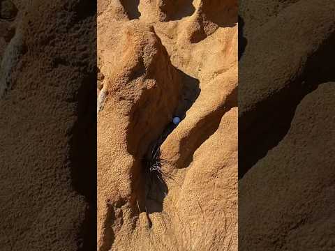 Finding golf balls is dangerous…????