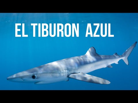 LA TINTORERA EL TIBURON AZUL 🦈