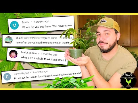 Money Tree Questions ANSWERED! (Pachira Aquatica) | 1,000 Subscribers Q&A