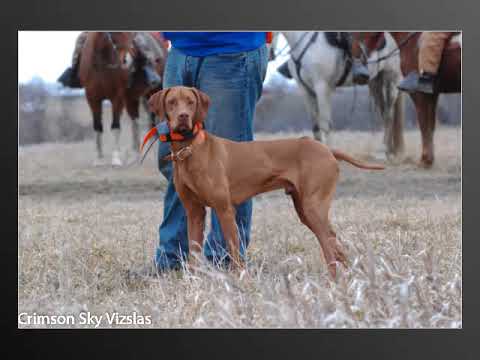 Vizsla Club of America National Gun Dog Championship 2018