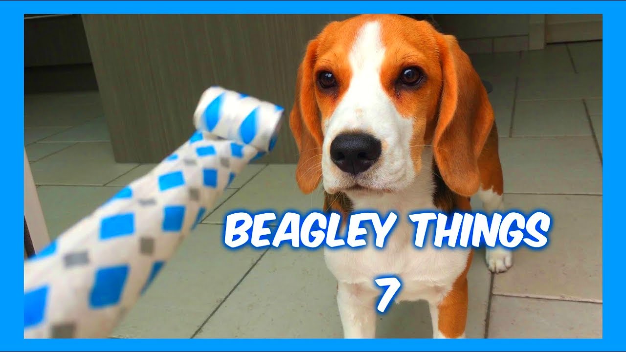 Funny BEAGLE Compilation! Why You Should Get A Beagle Dog. Episode #7
