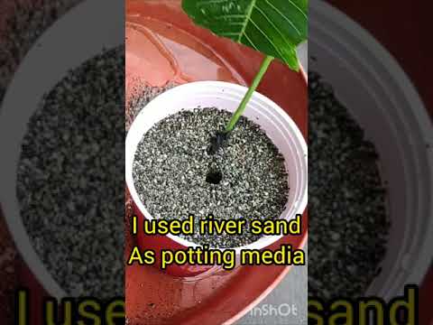 How to propagate poinsettia