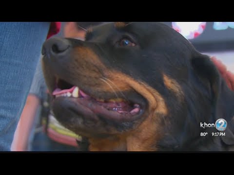 New guidelines for service and emotional support animals on planes