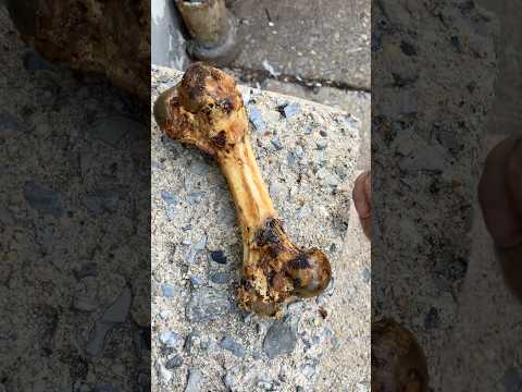 Doggy 🐶 Bone 🍖🦴| pork femur 🦴 bone|(short) 2 of 3