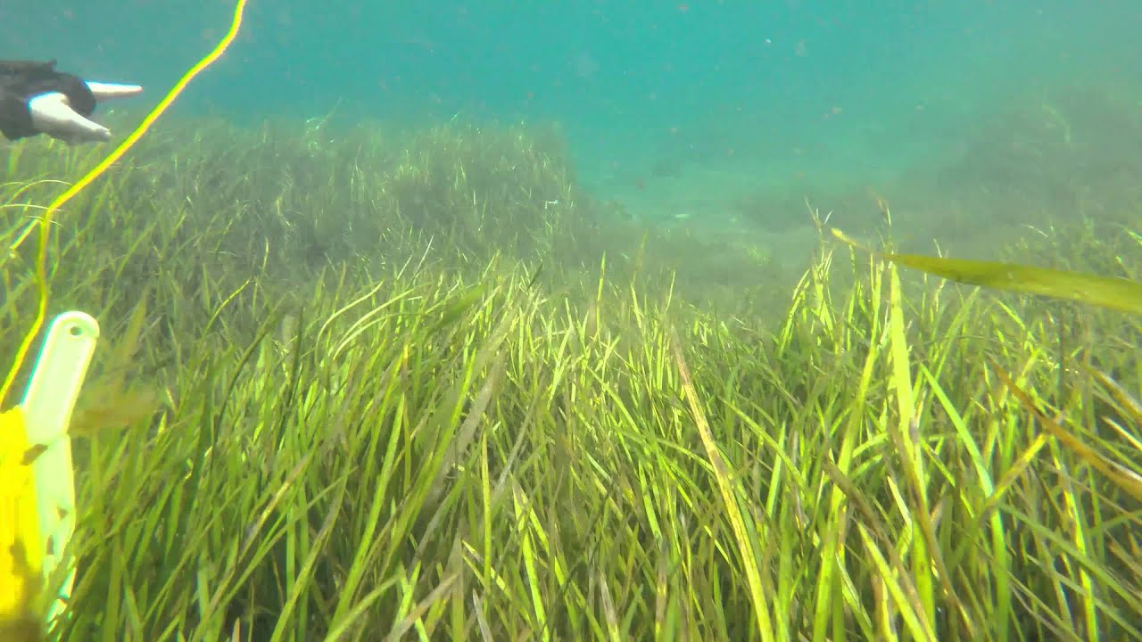 Rainbow River Drift Dive 03-21-15
